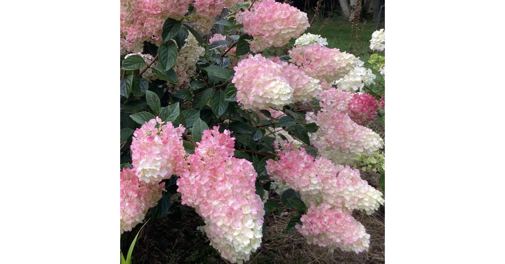 Hydrangea paniculata Sundae Fraise - Bugás hortenzia - Kertemaneten ...